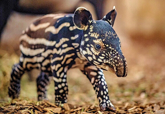 A baby tapir for Chester Zoo - I Love Macc